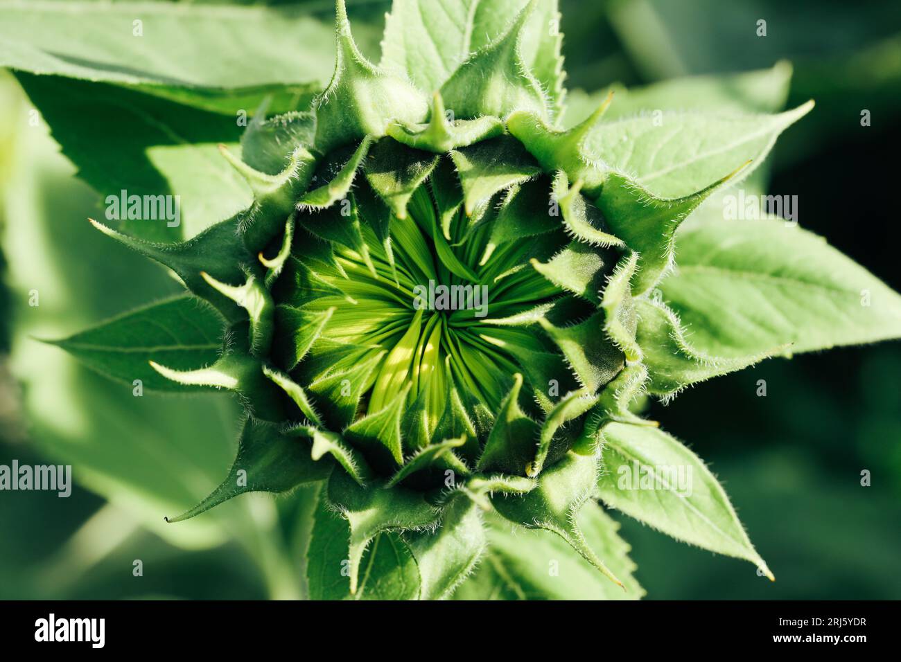 A close-up shot of a sunflower bud in the process of opening Stock ...