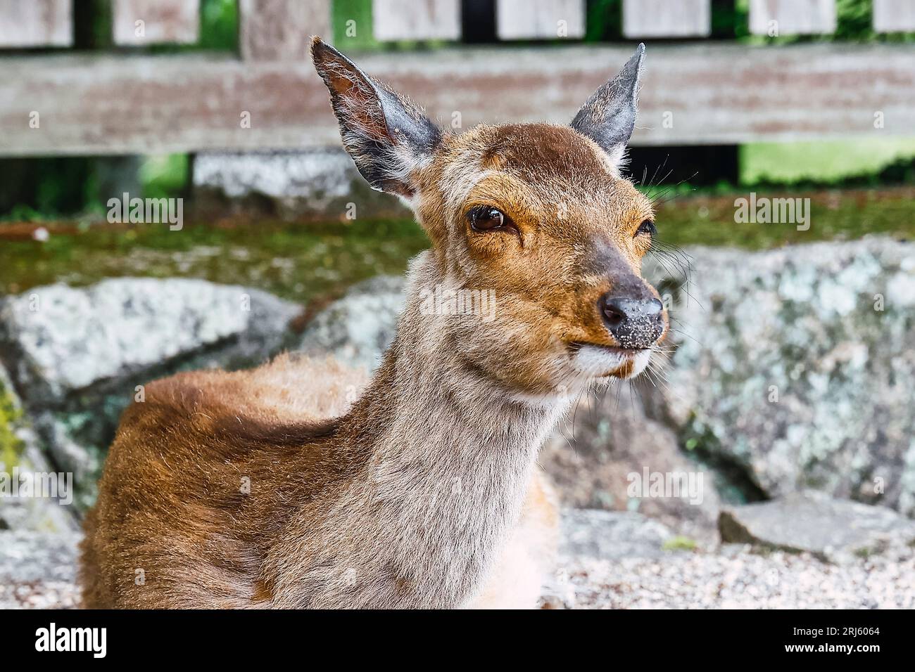 Deer in the enclosure enclosure fence hi-res stock photography and ...