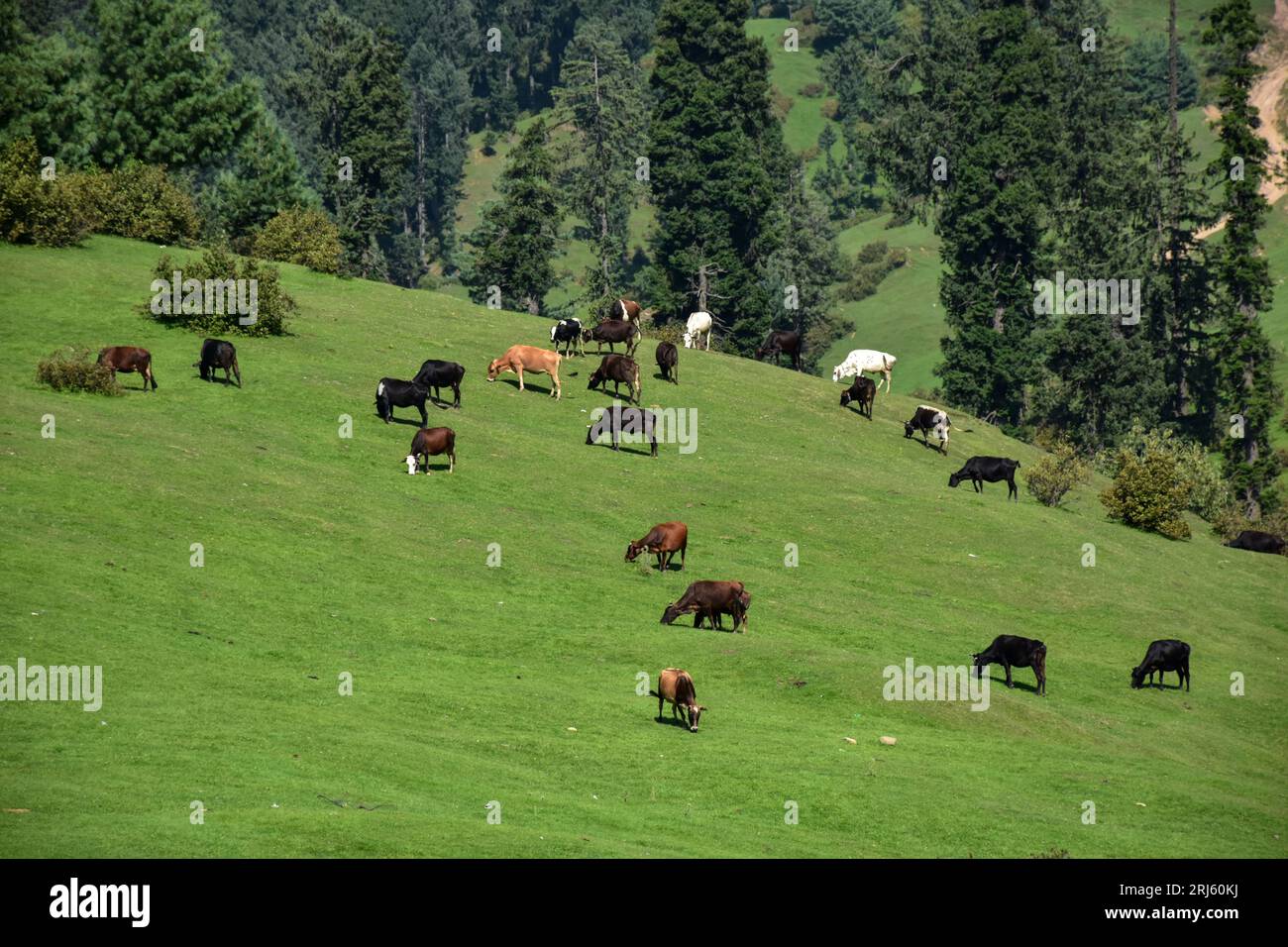Khag hi-res stock photography and images - Alamy