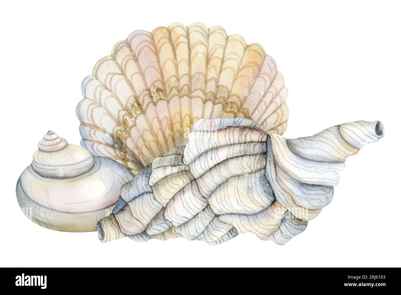 Watercolor conch spiral seashell with scallop shell illustration in ...