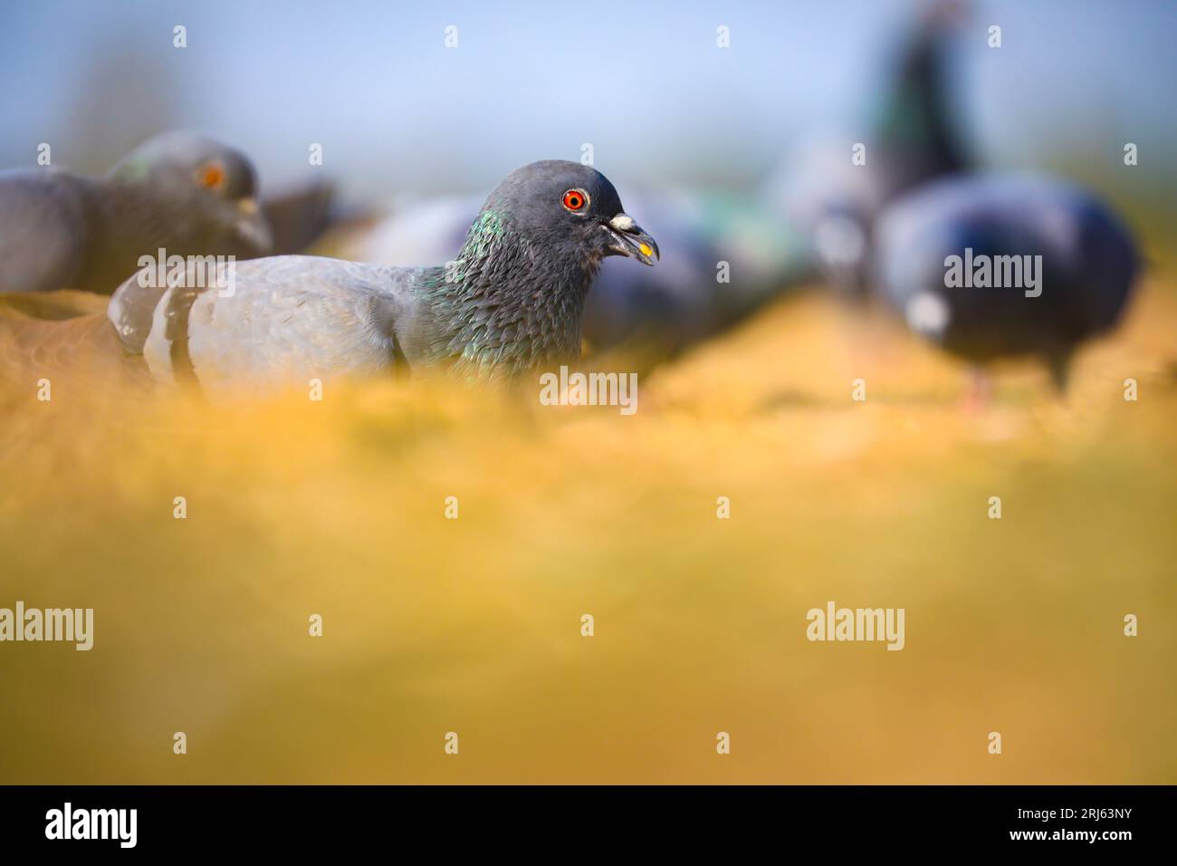 A group of pigeons foraging on the ground Stock Photo - Alamy