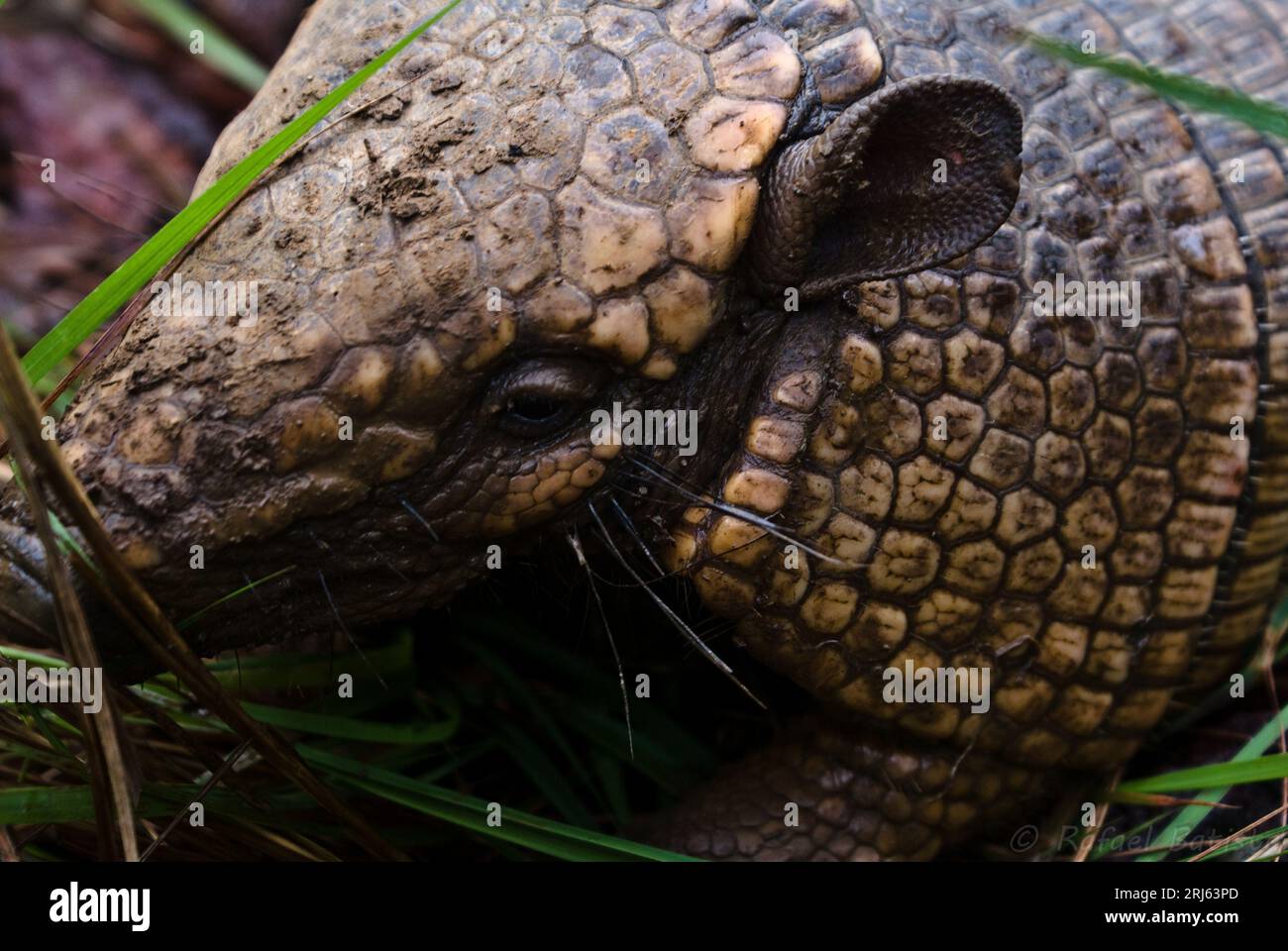 An armadillo curled up in a lush grassy field, looking up at the sky ...