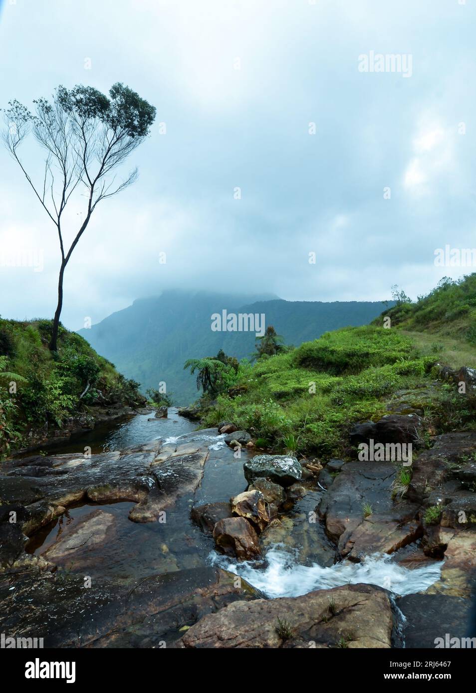 A scenic view of a shallow stream with jagged rocks and towering trees ...