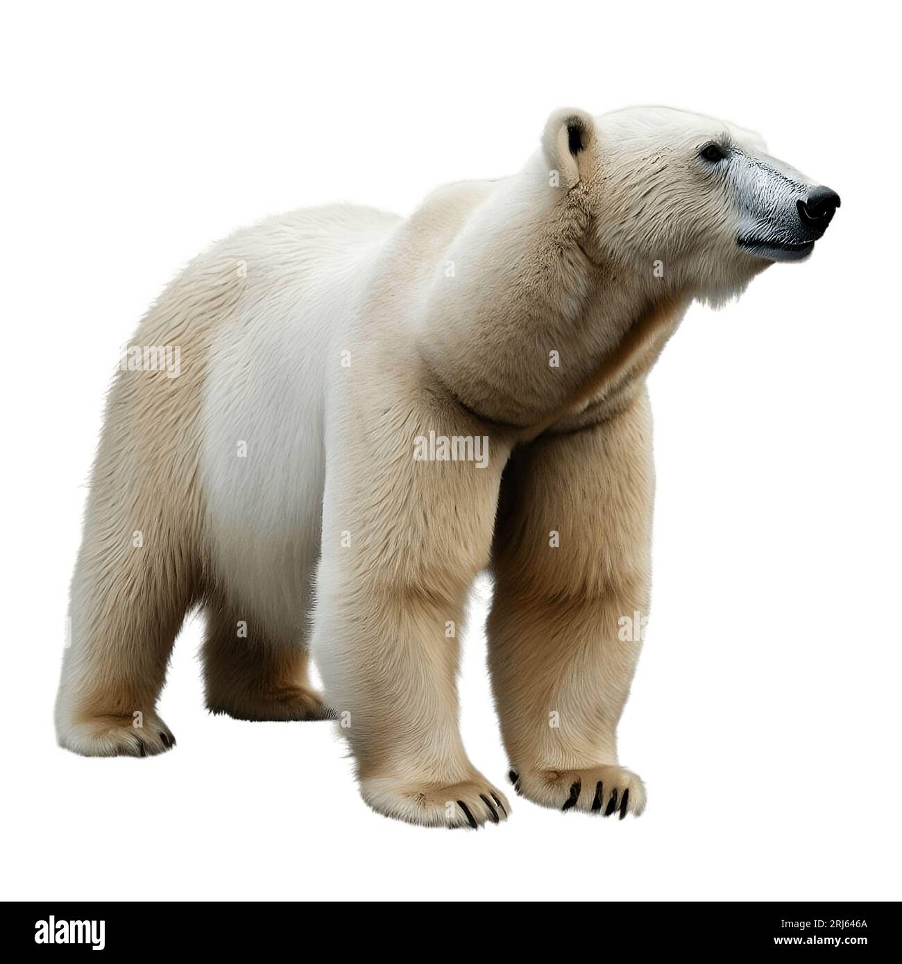 An isolated white polar bear on a plain white background, standing ...