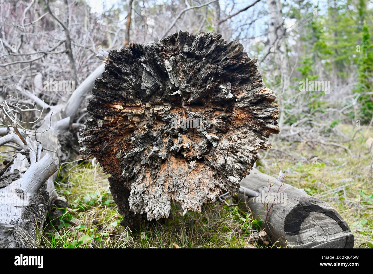Tree stump with roots hi-res stock photography and images - Alamy