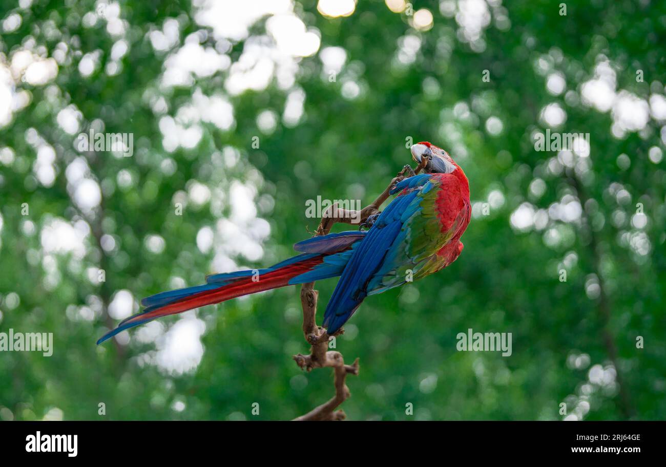 A brightly colored macaw bird sitting on a tree branch, happily ...