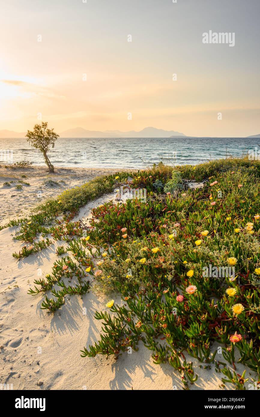 Beautiful Marmari beach with golden sand during sunset. Kos island ...
