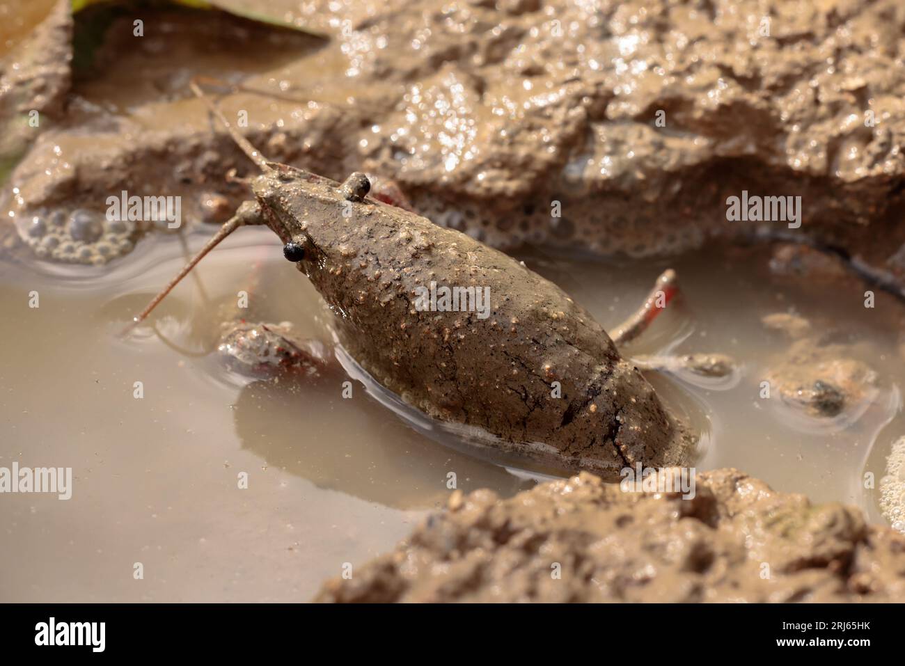 A close-up shot of a red swamp crayfish in a water filled burrow Stock ...