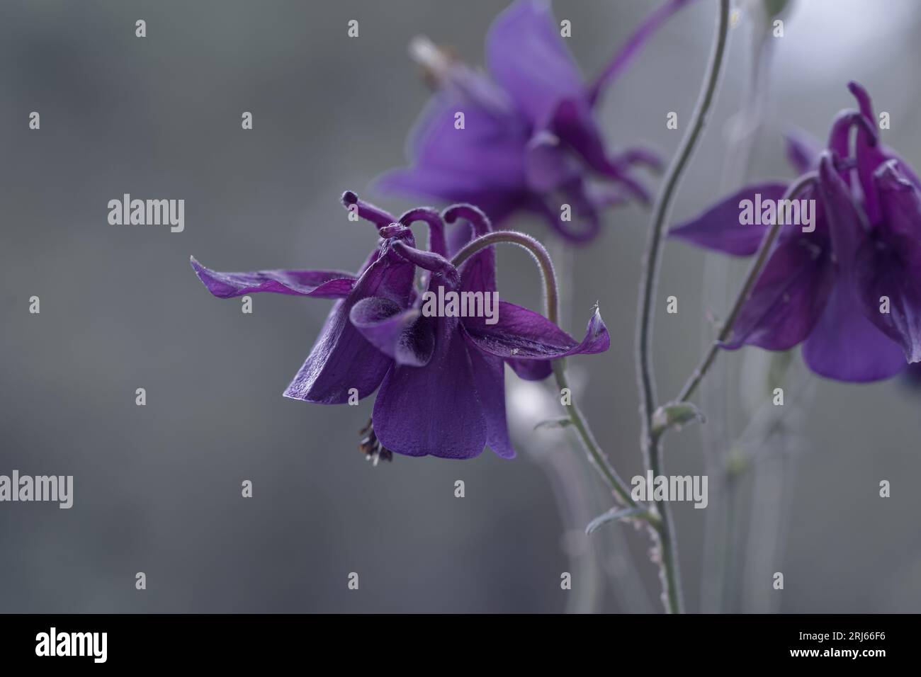 A vivid close-up of an array of purple Common catchment (Aquilegia ...
