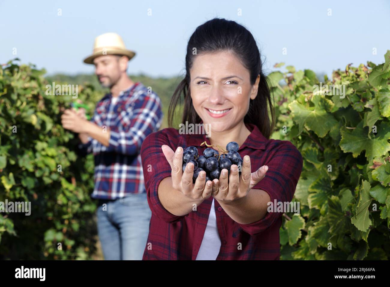 woman showing ripe grapes in the vineyard Stock Photo - Alamy