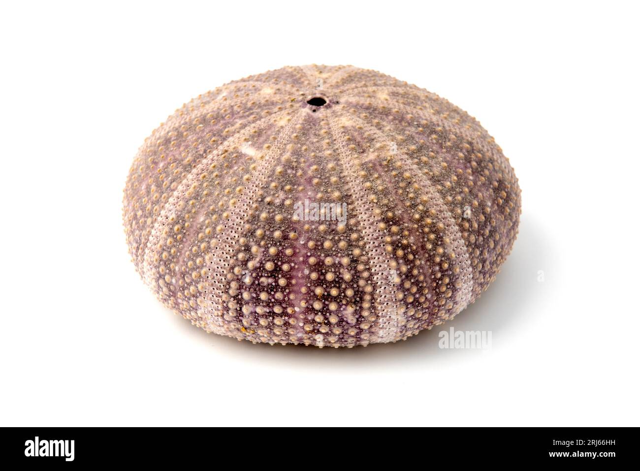 Test of a sea urchin (Paracentrotus lividus) on a white background ...