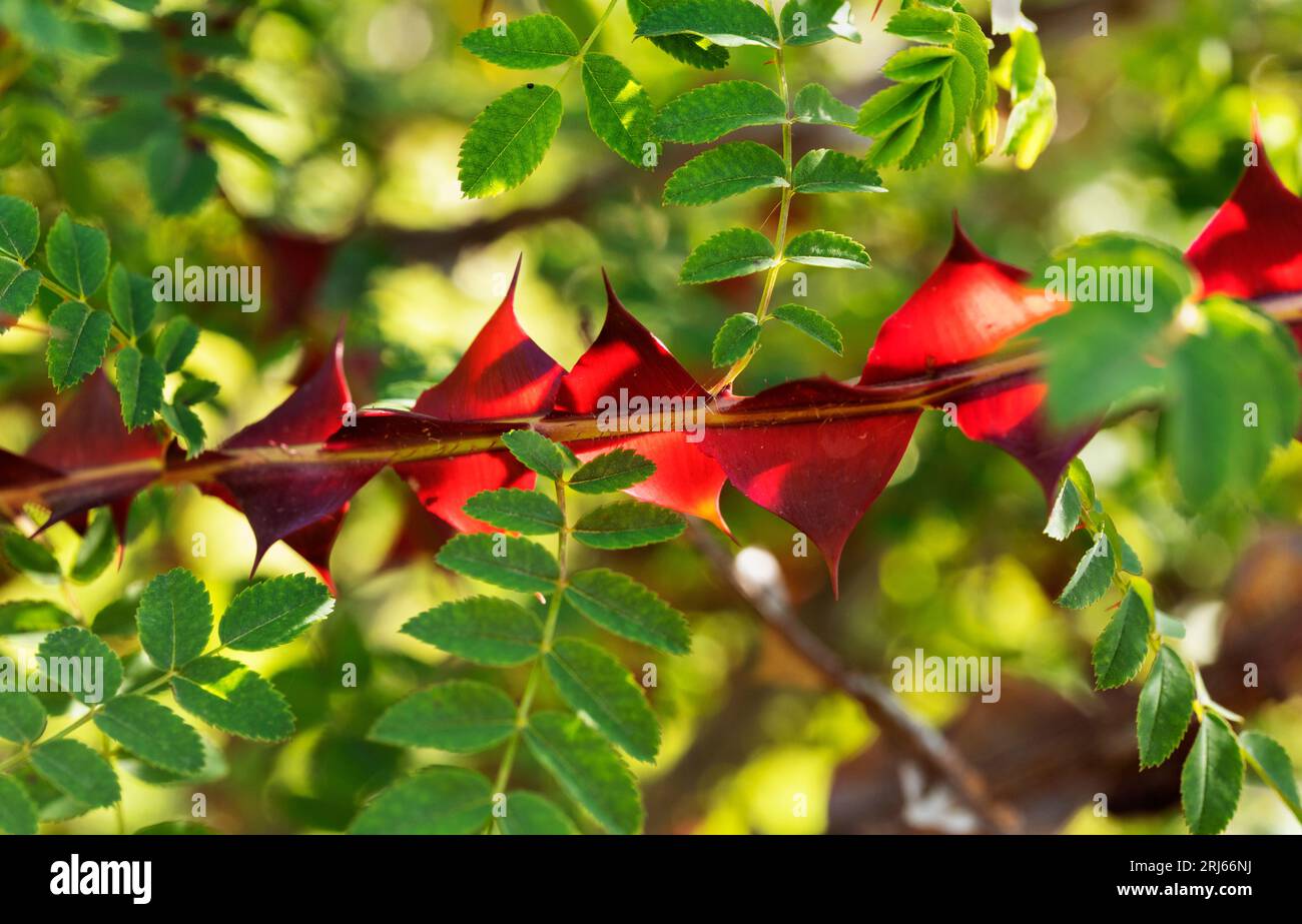 Rosa sericea pteracantha , silky rose , with red translucent winged ...