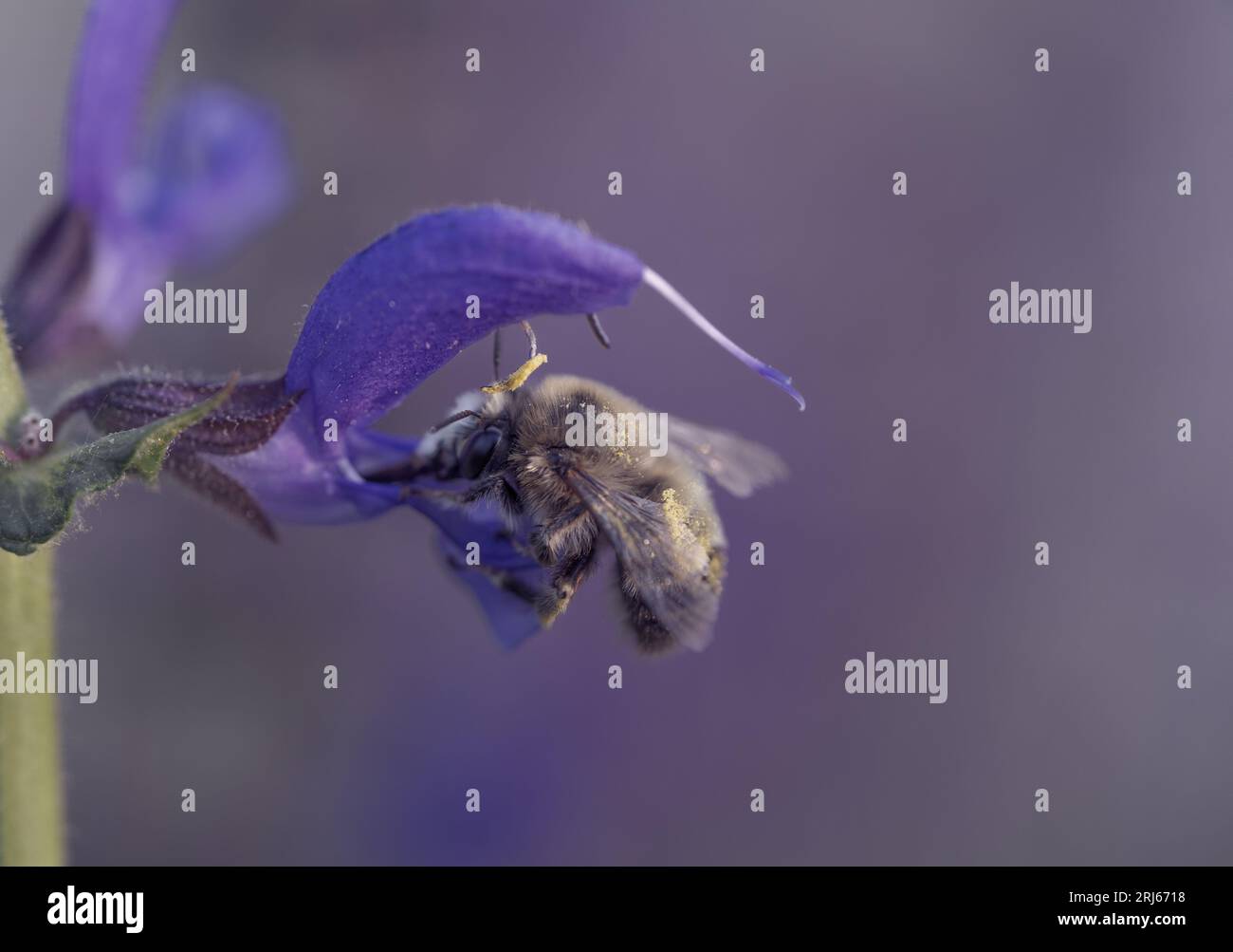 A close-up of a Buzzed big (Bombylius major) harvesting pollen from a ...