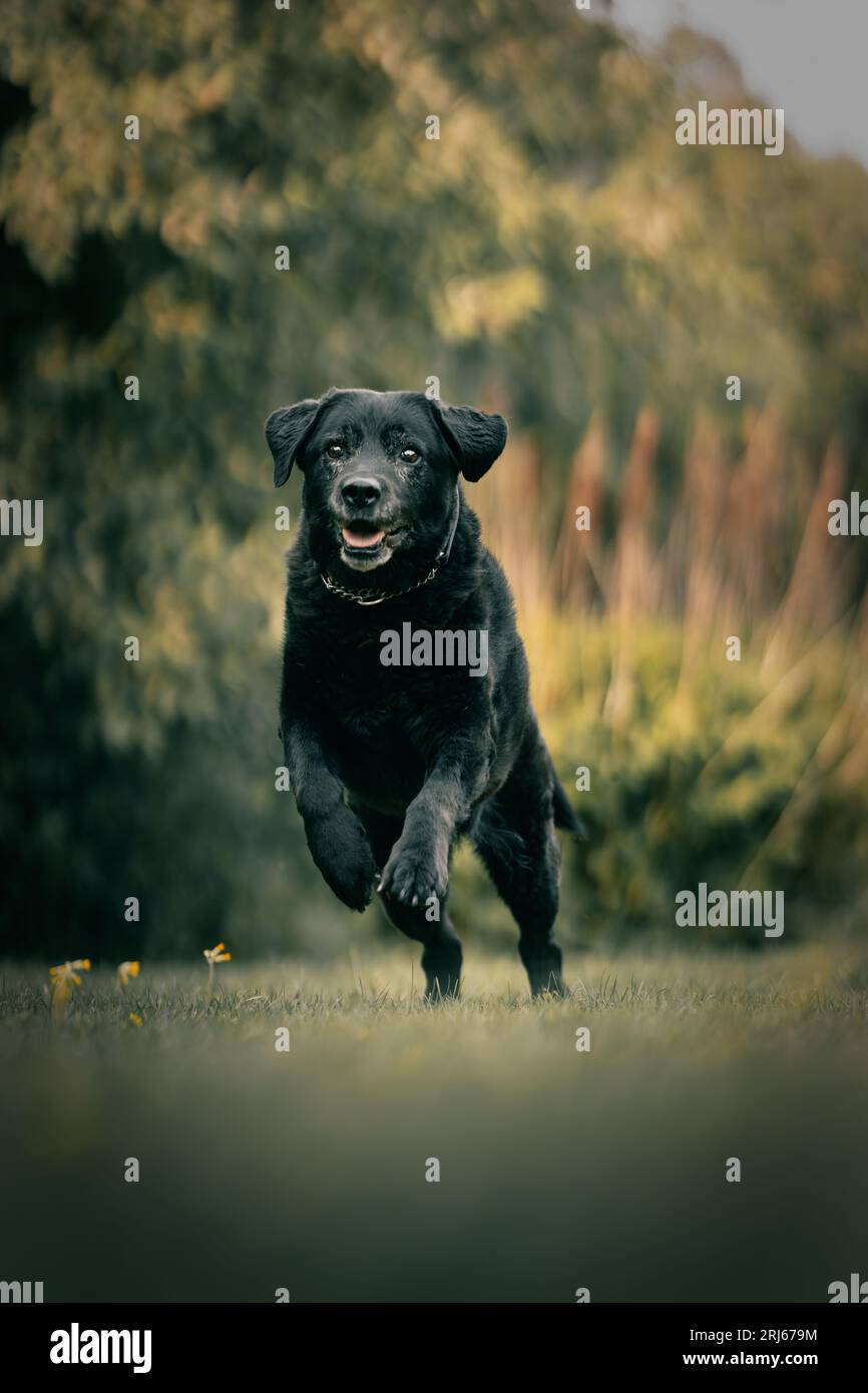 A black labrador retriever canine running through lush green grass ...