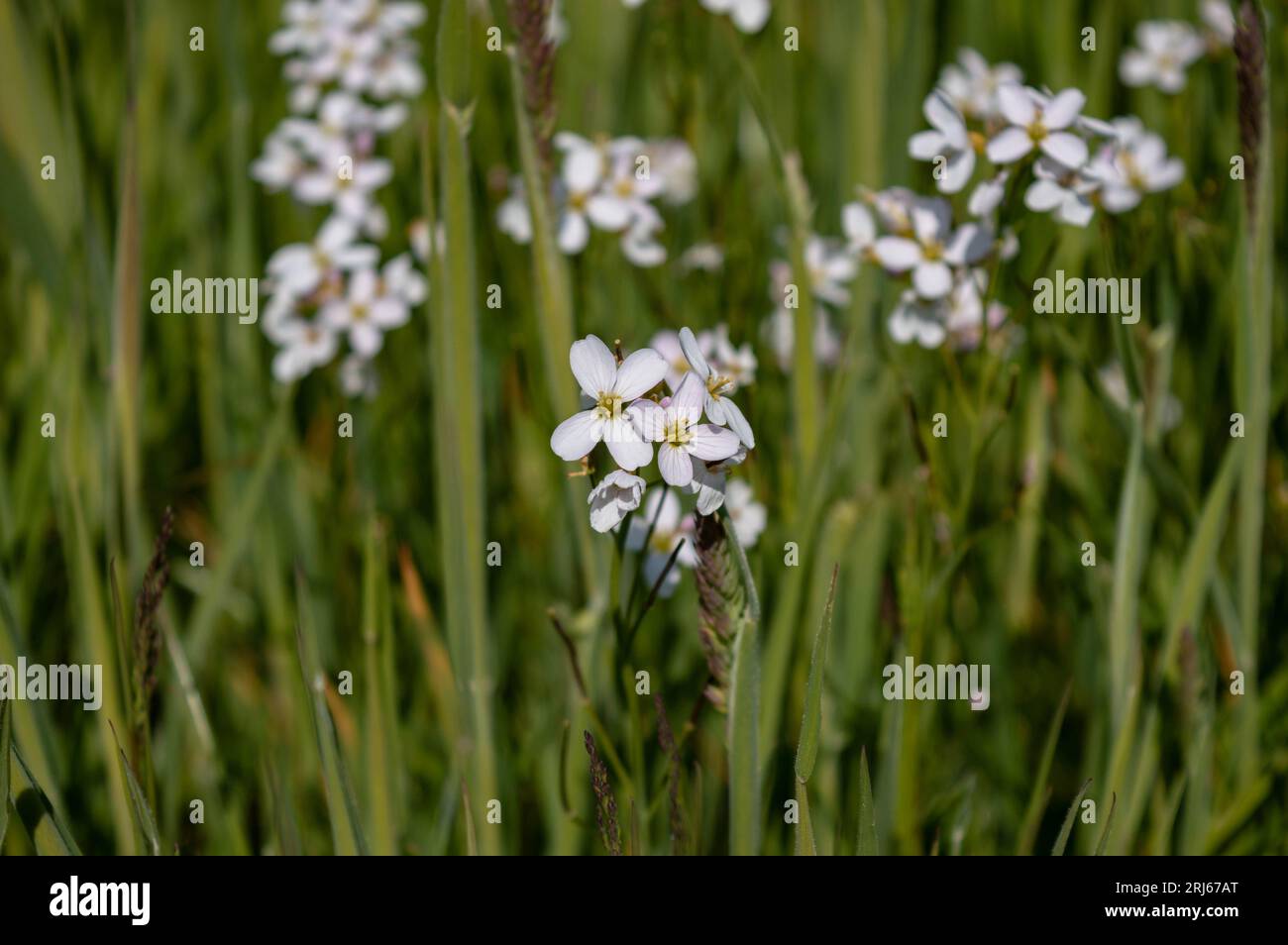 A closeup of white mayflowers growing in a green field Stock Photo - Alamy