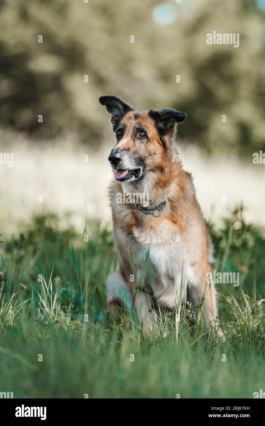 Happily romp hi-res stock photography and images - Alamy