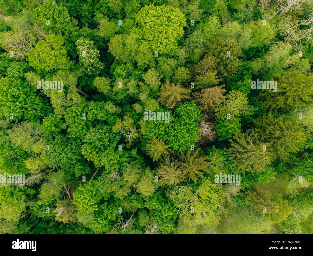 Top view lush green trees hi-res stock photography and images - Alamy