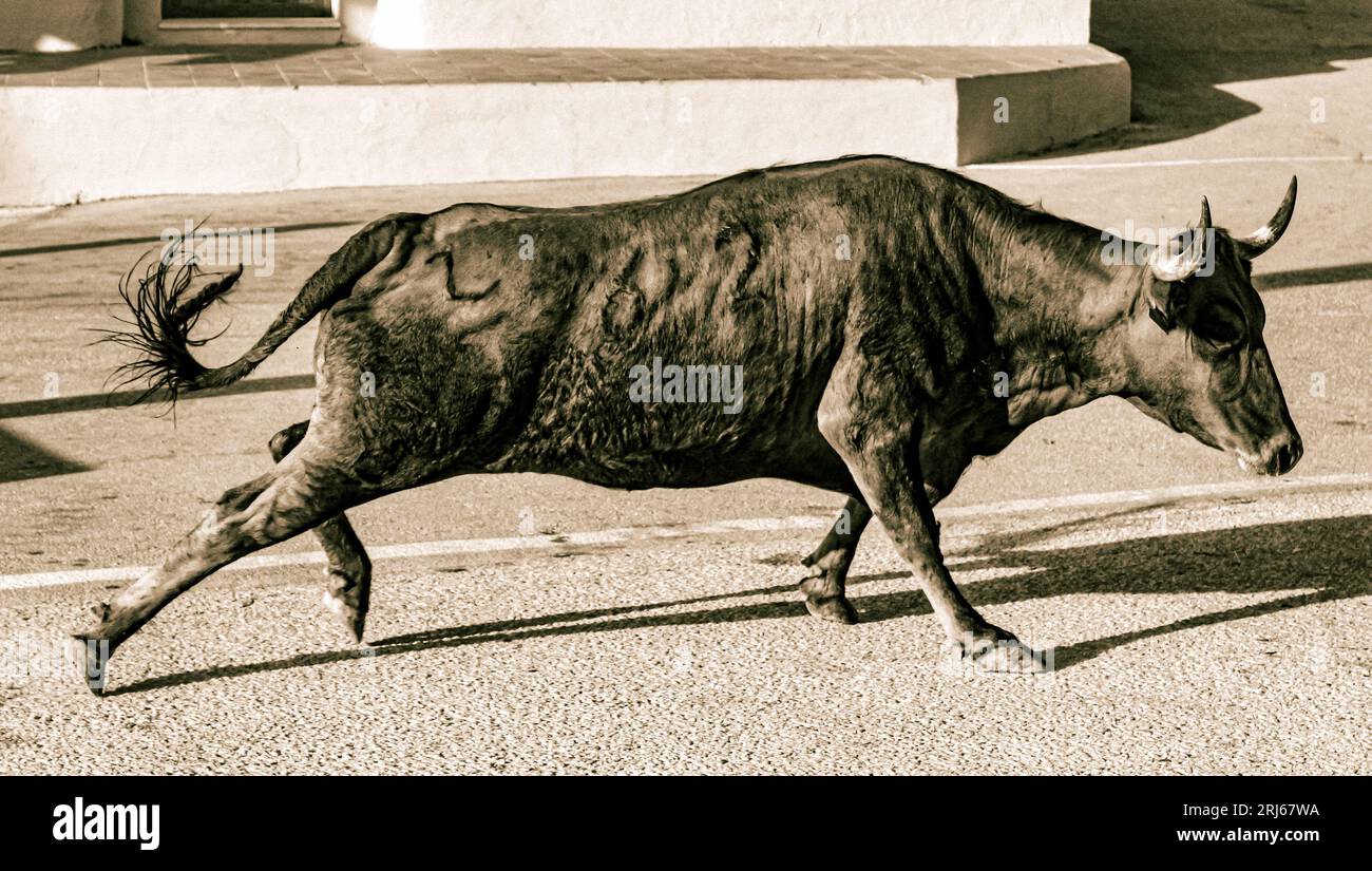 An energetic bull galloping down a city street alongside a tall brick ...