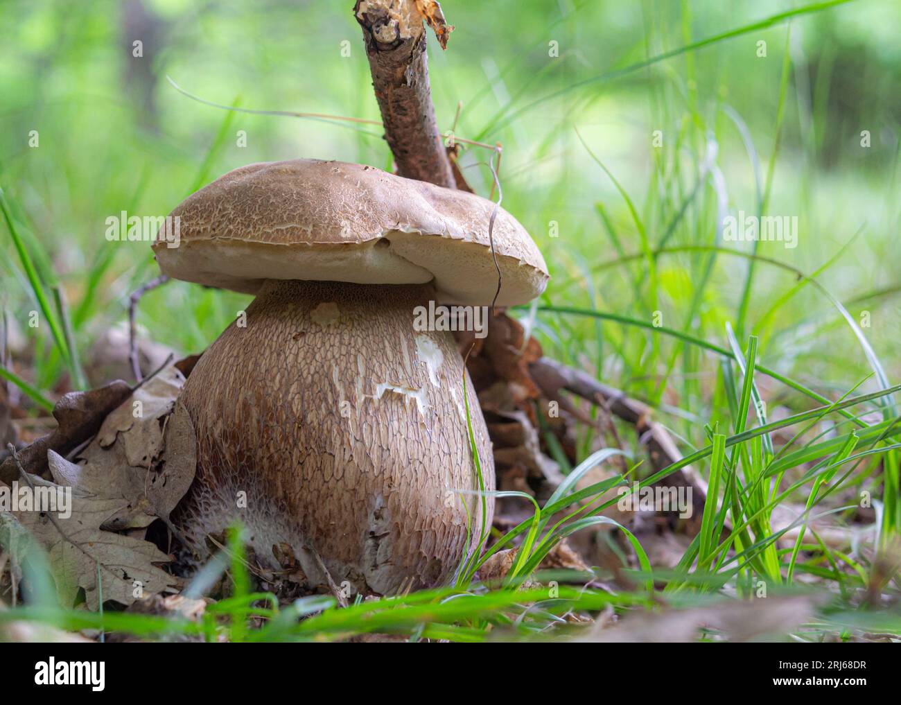 A close-up of a brown Boletus reticulatus mushroom growing near a ...