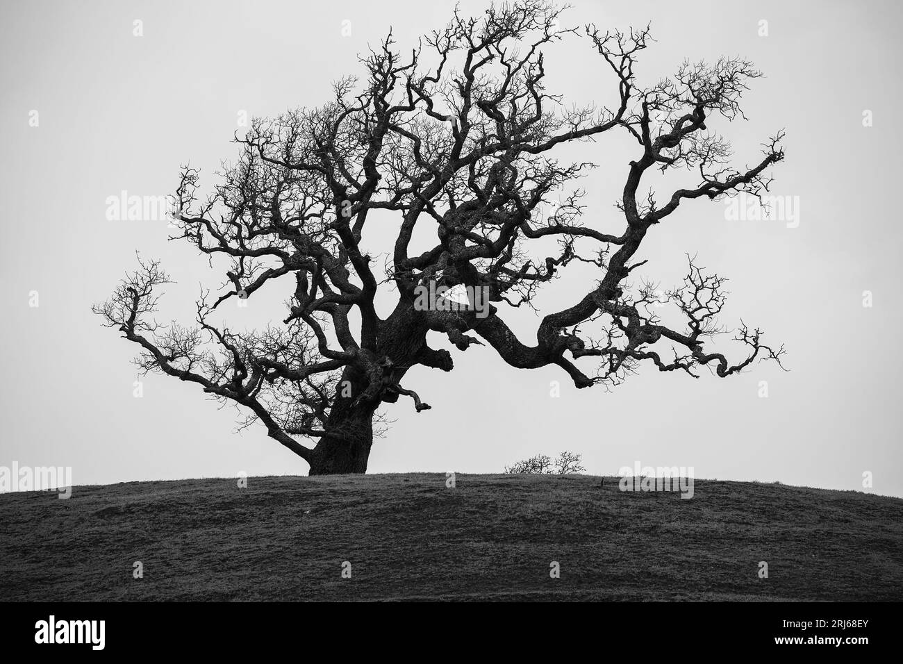 Solitary tree standing tall in hi-res stock photography and images - Alamy