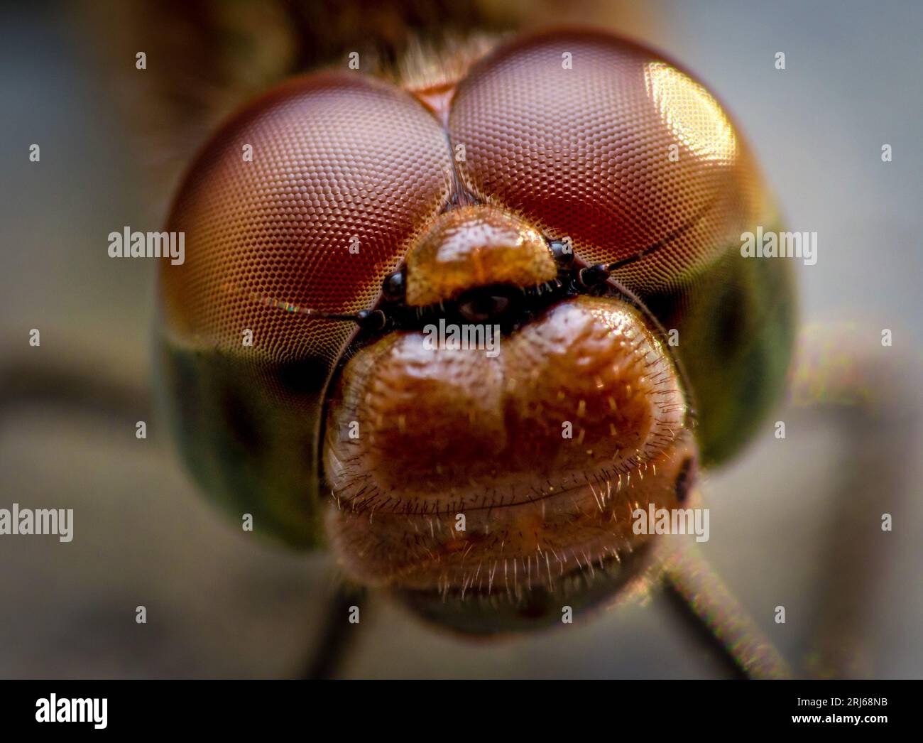 Insect magnified hi-res stock photography and images - Alamy