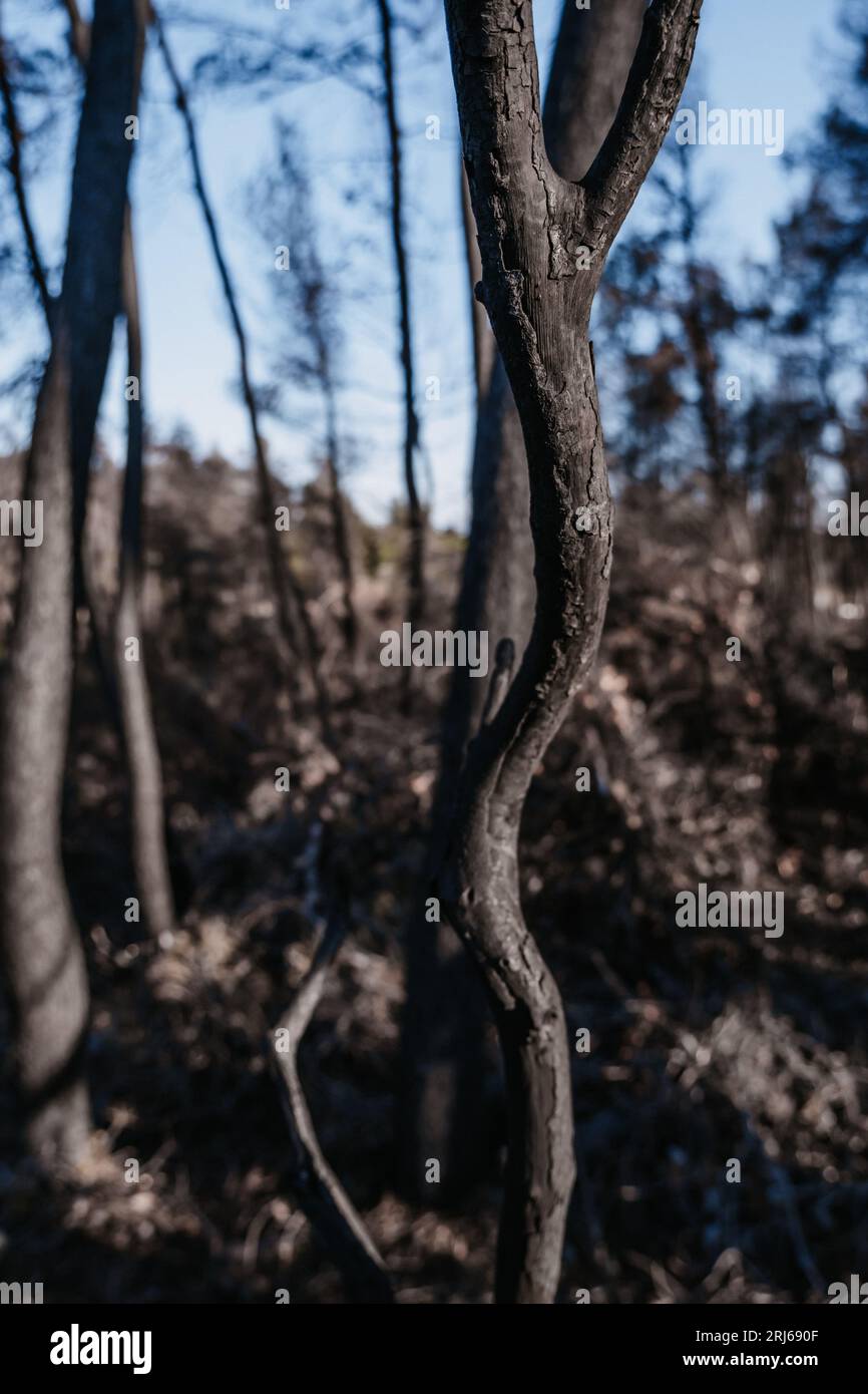 Forest fire island of Euboea burned black trees with ash after ...
