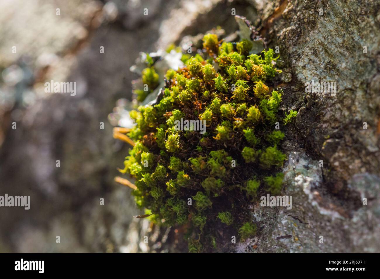 A cluster of moss on a rocky surface Stock Photo - Alamy