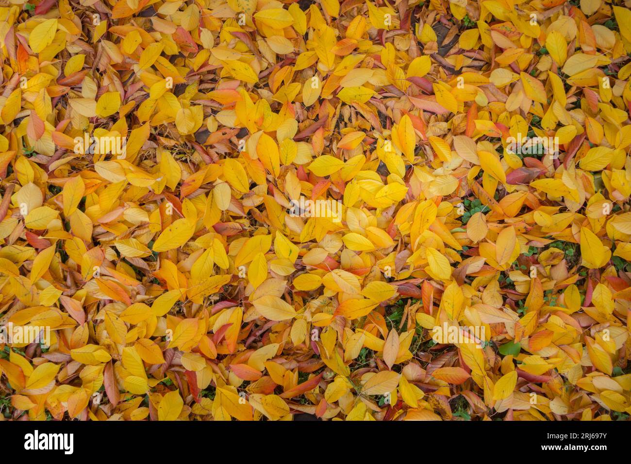 A vibrant scene of golden autumn leaves scattered on the ground Stock ...