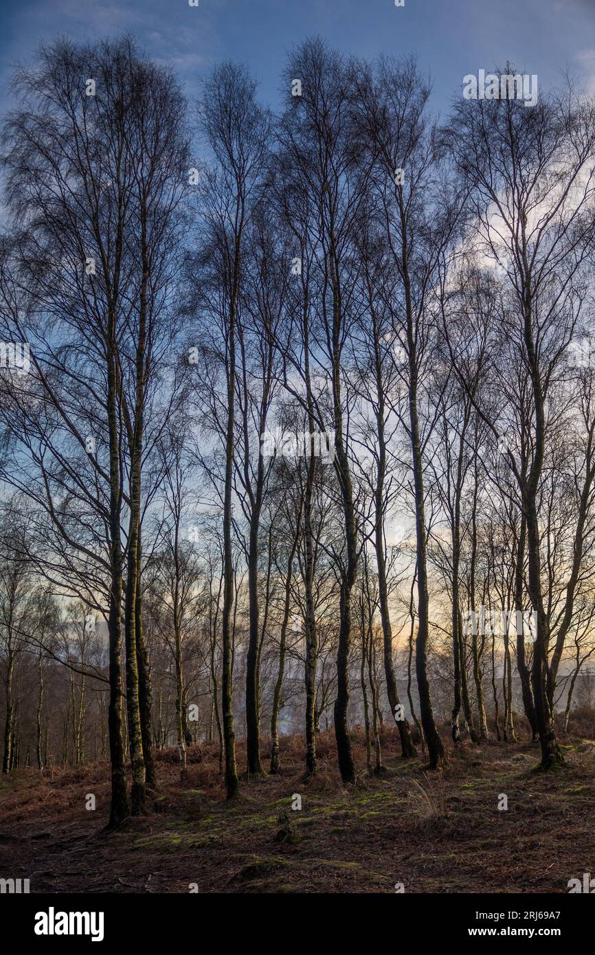 A scenic view of Silver Birch Trees at dusk in English Yorkshire woods ...