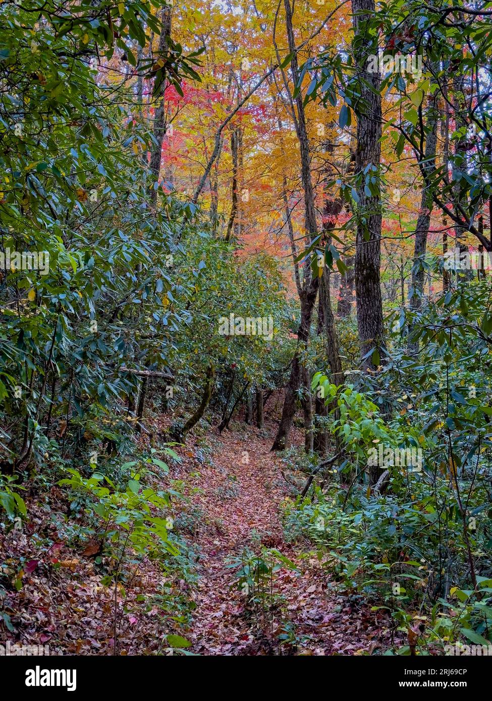 Beech Gap Trail In The Fall in the Smokies Stock Photo - Alamy