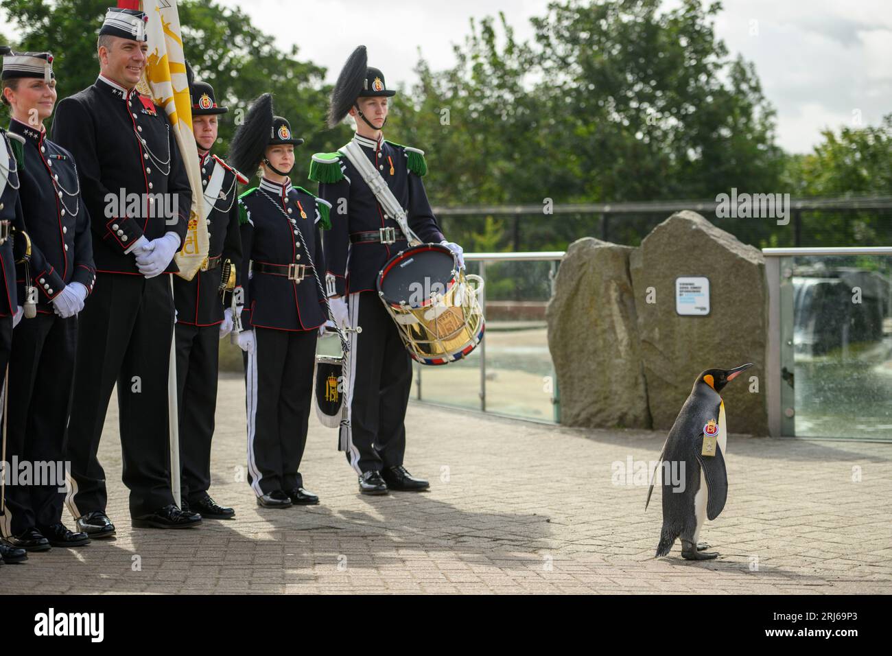 King penguin, Sir Nils Olav, during a ceremony with the King's Guard ...