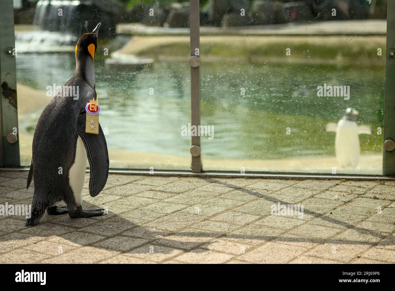 King penguin, Sir Nils Olav, during a ceremony with the King's Guard ...