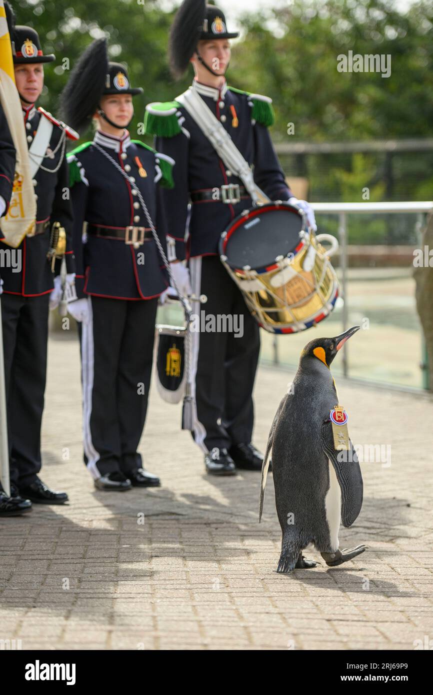 King penguin, Sir Nils Olav, during a ceremony with the King's Guard ...