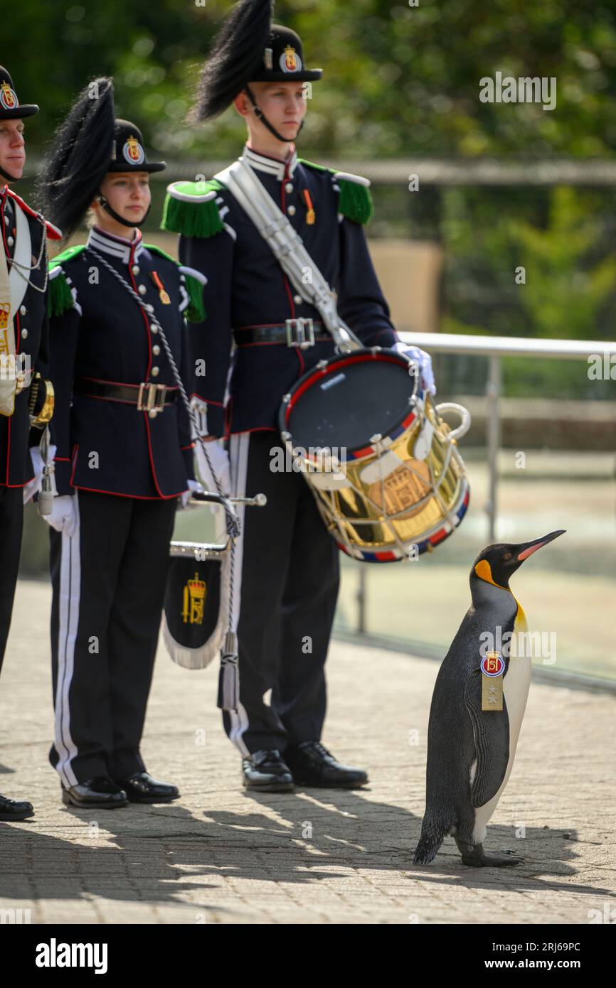 King penguin, Sir Nils Olav, during a ceremony with the King's Guard ...