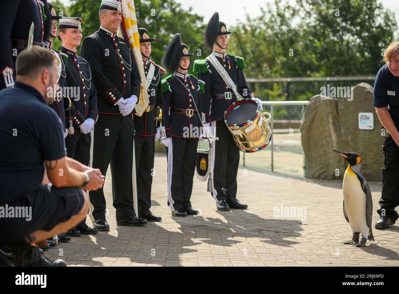 King penguin, Sir Nils Olav, during a ceremony with the King's Guard ...