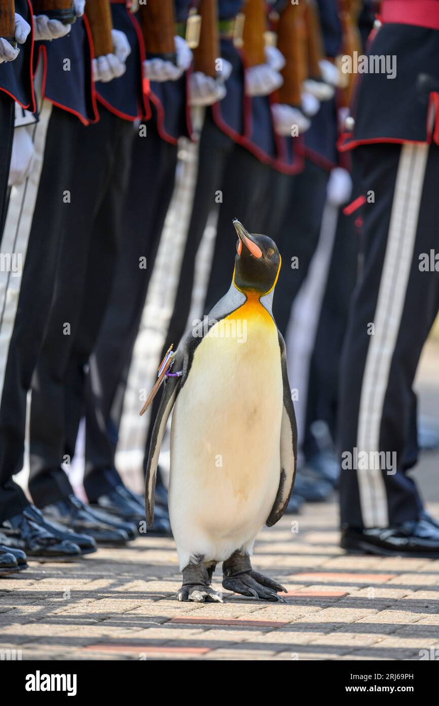 King penguin, Sir Nils Olav inspects a Guard of Honour during a ...