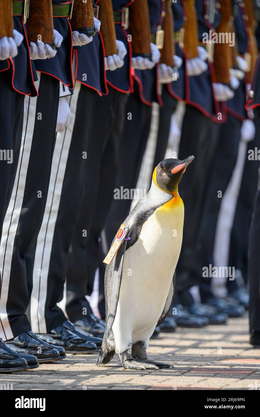 King penguin, Sir Nils Olav inspects a Guard of Honour during a ...