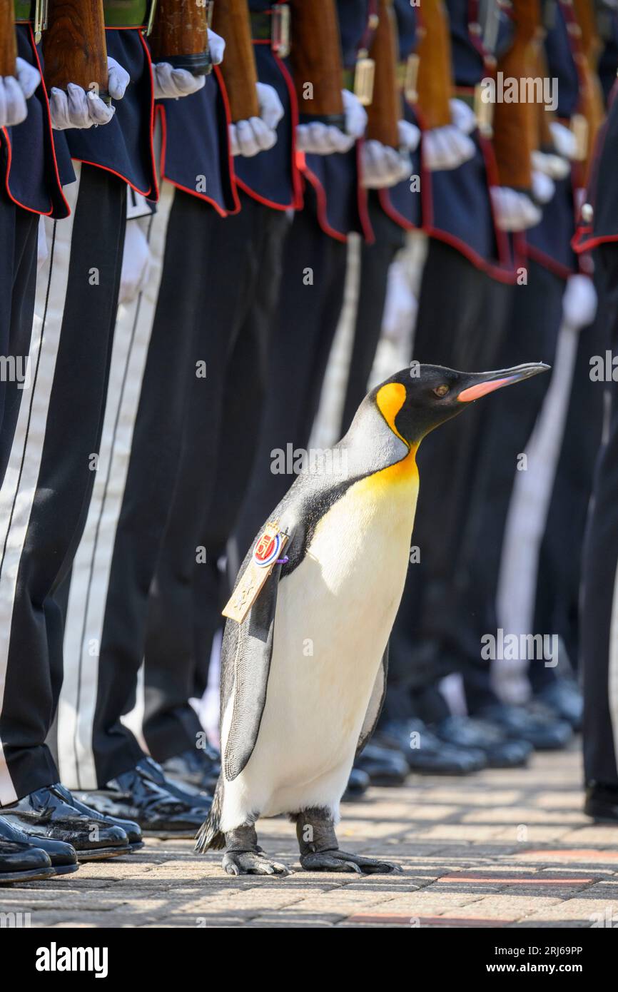 King penguin, Sir Nils Olav inspects a Guard of Honour during a ...