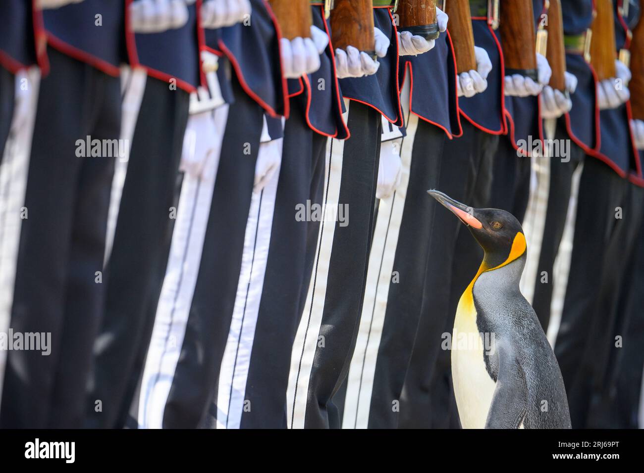 King penguin, Sir Nils Olav inspects a Guard of Honour during a ...