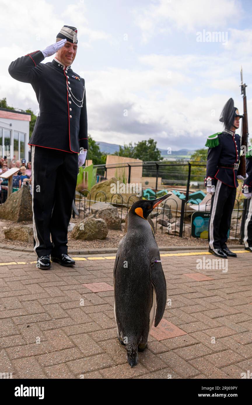 King penguin, Sir Nils Olav inspects a Guard of Honour during a ...