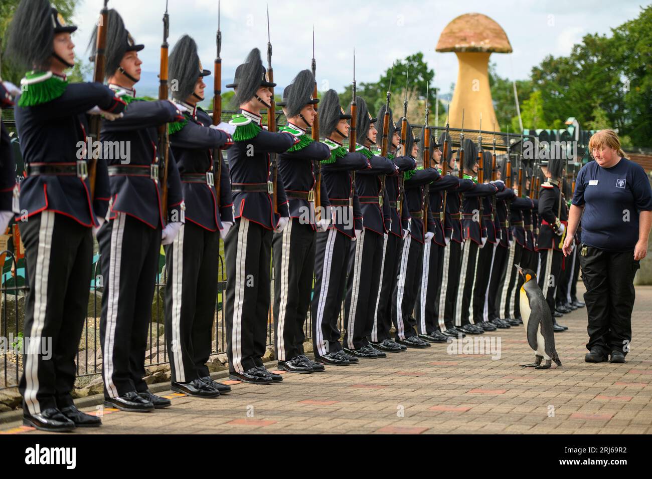 King penguin, Sir Nils Olav inspects a Guard of Honour with Edinburgh ...