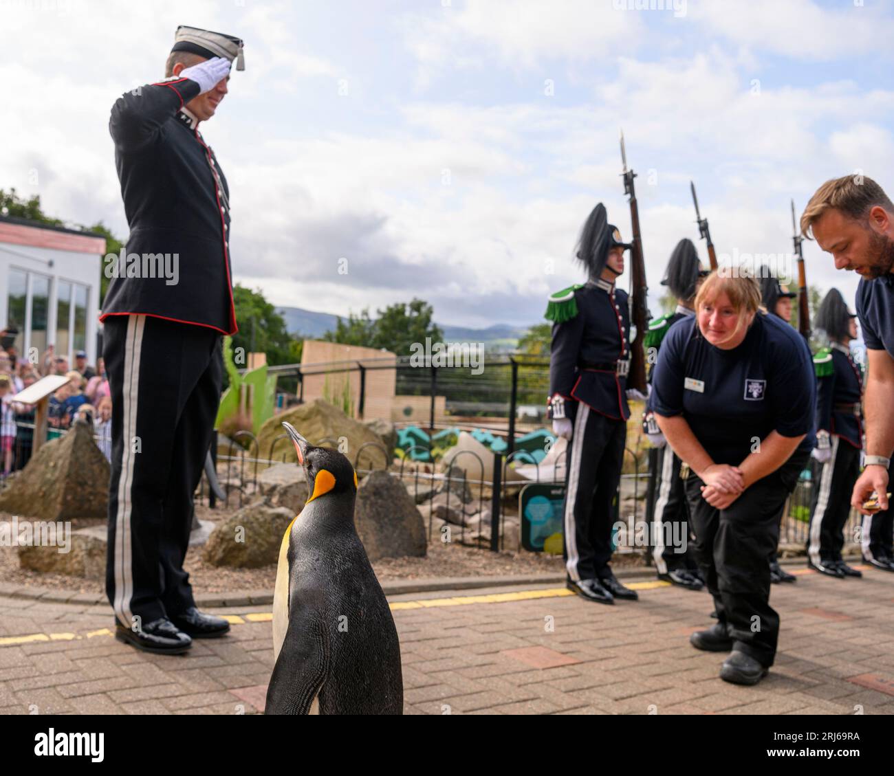 King penguin, Sir Nils Olav inspects a Guard of Honour with Edinburgh ...