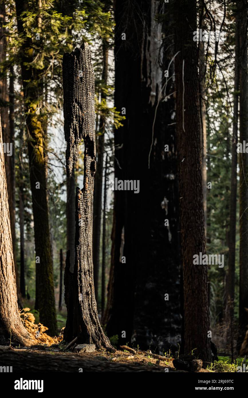 Burned giant sequoia tree hi-res stock photography and images - Alamy