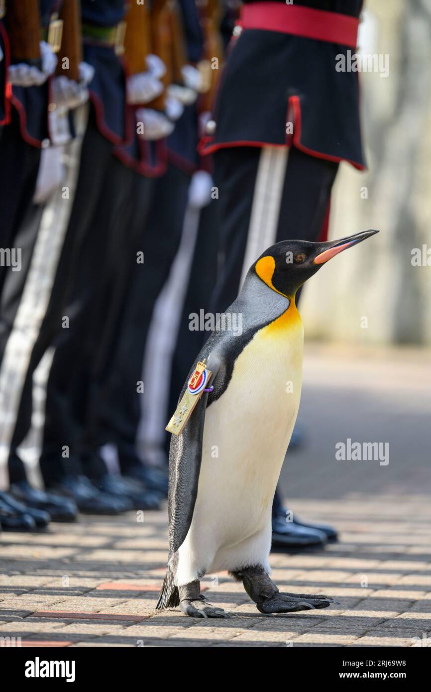 King penguin, Sir Nils Olav inspects a Guard of Honour during a ...