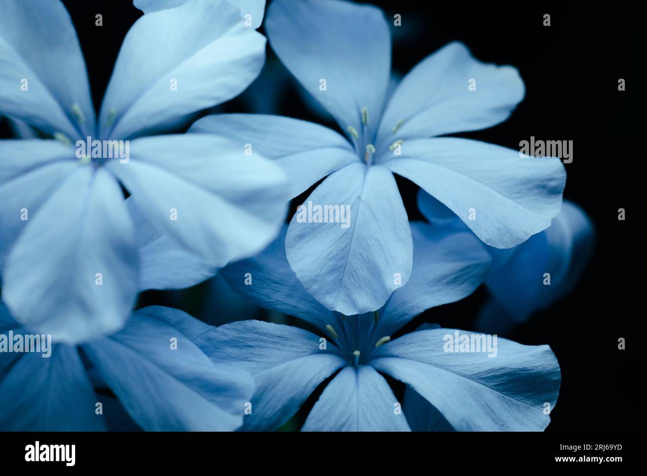 A vibrant blue flowers blooming in a garden setting Stock Photo - Alamy