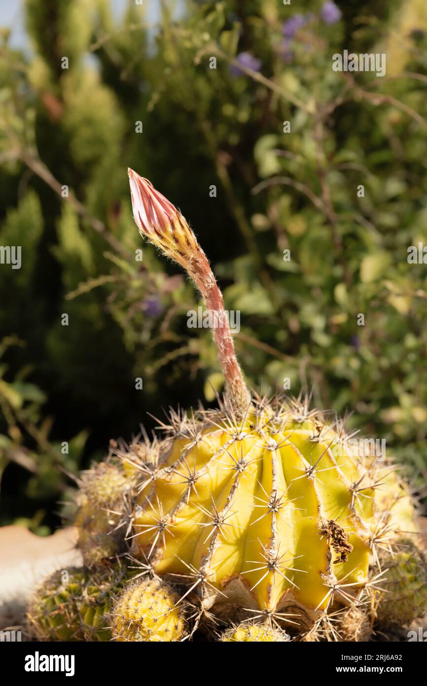 Pink cereus cactus flower sprout, right before it blossoms Stock Photo ...