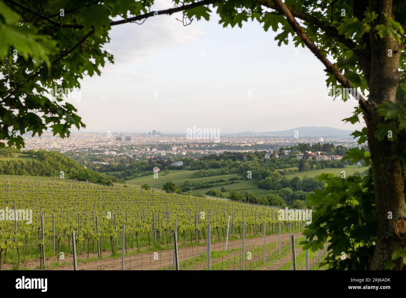 A breathtaking view of a vibrant vineyard landscape with Vienna in the ...