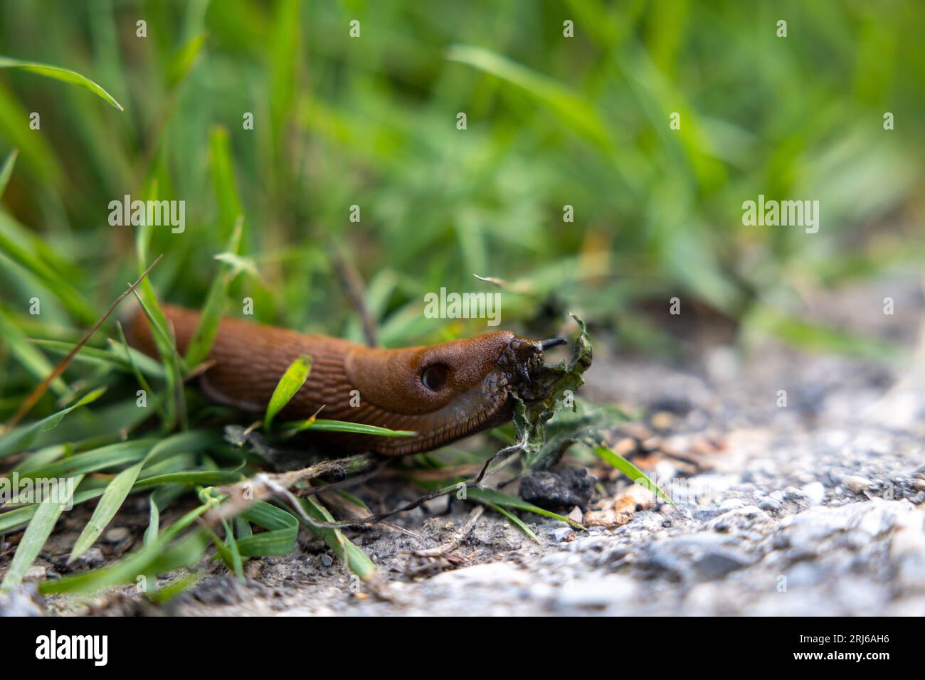A side view of a slug crawling among green grass Stock Photo - Alamy