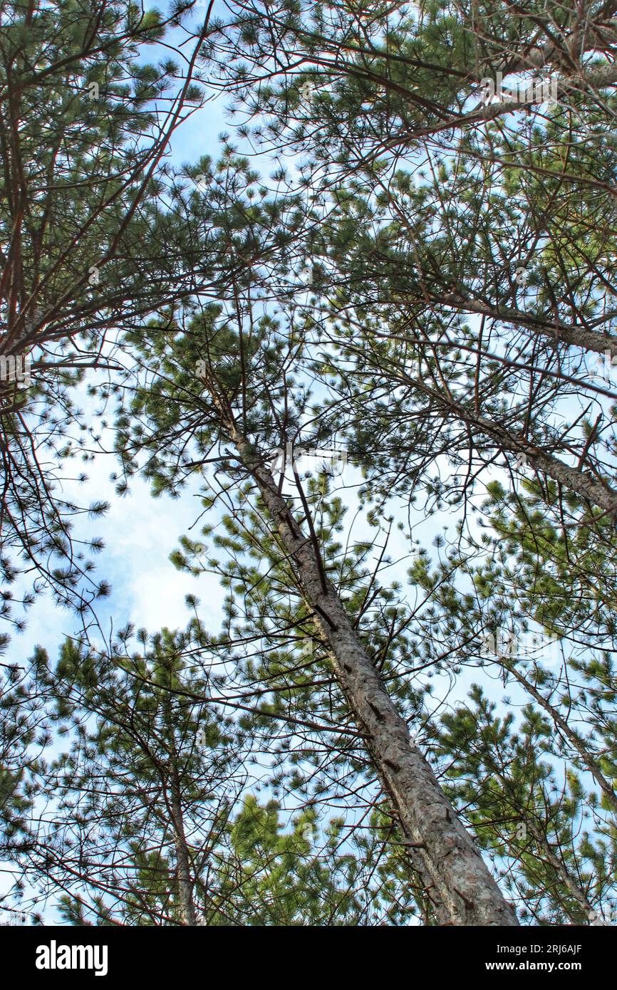 A vertical cluster of trees with vibrant green foliage and light brown ...