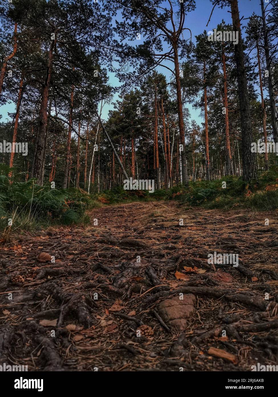 A beautiful, tranquil forest scene featuring lush trees and fallen logs ...